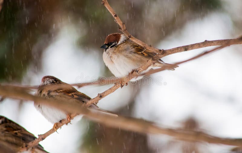 Sparrows Sitting on the Branches in the Rain Stock Image - Image of ...