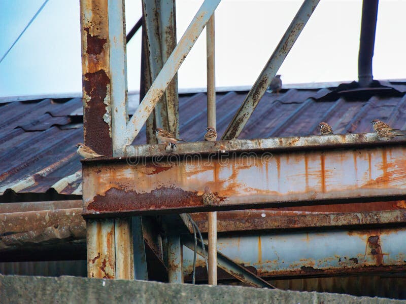 Sparrows Sitting on Rusted Beams of an Industrial Structure Stock Image ...