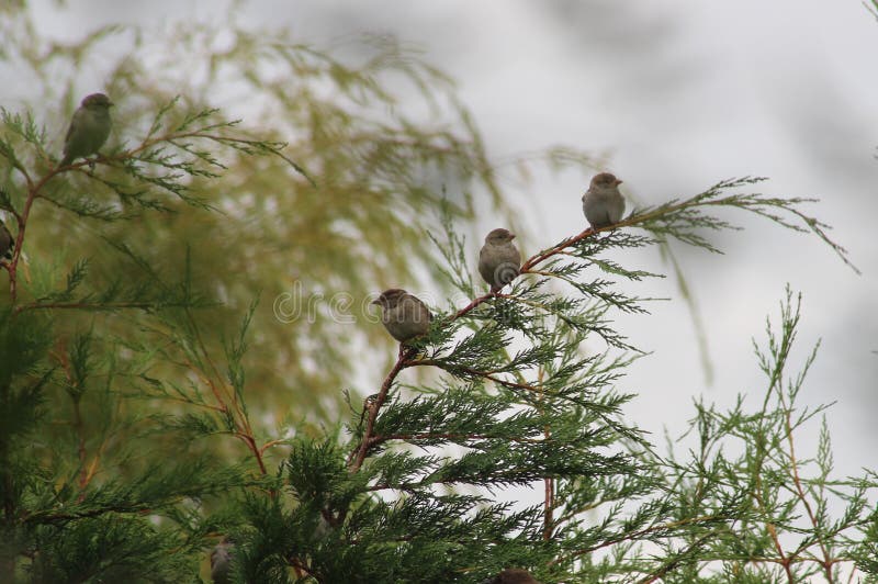 Sparrows. stock photo. Image of cold, gardens, birds - 58130772