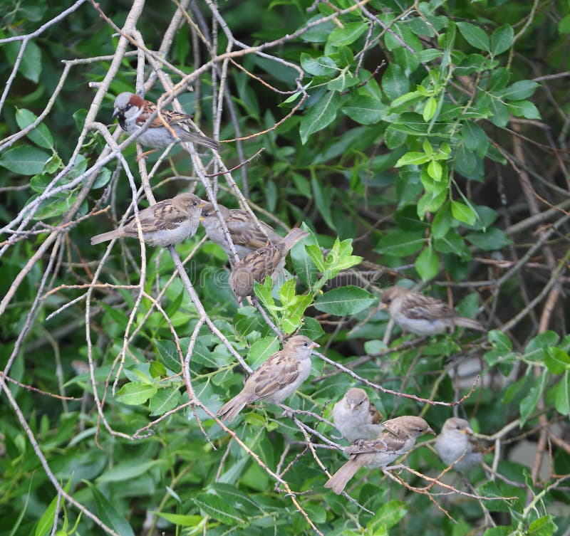 Sparrows are Sitting on a Tree Branch in Green Foliage Stock Photo ...