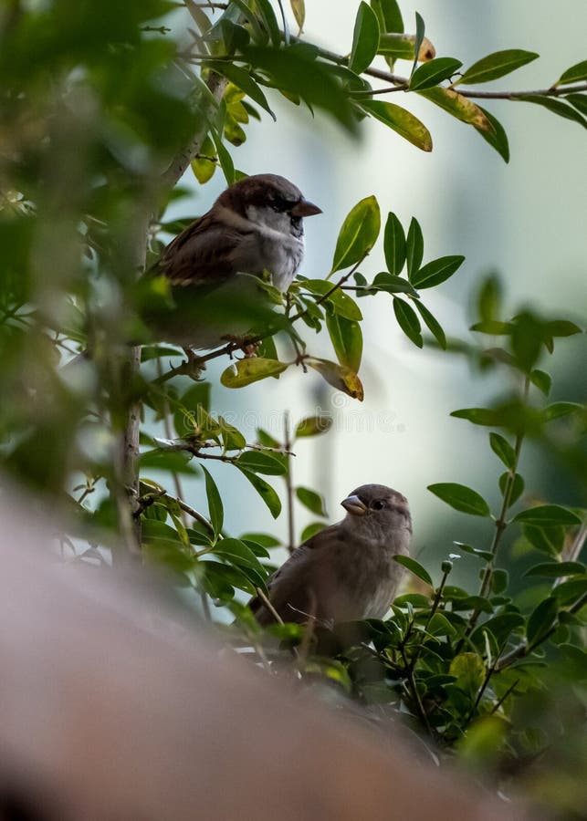 Sparrows Sitting and Watching – Ideal Activity for the Weekend Stock ...