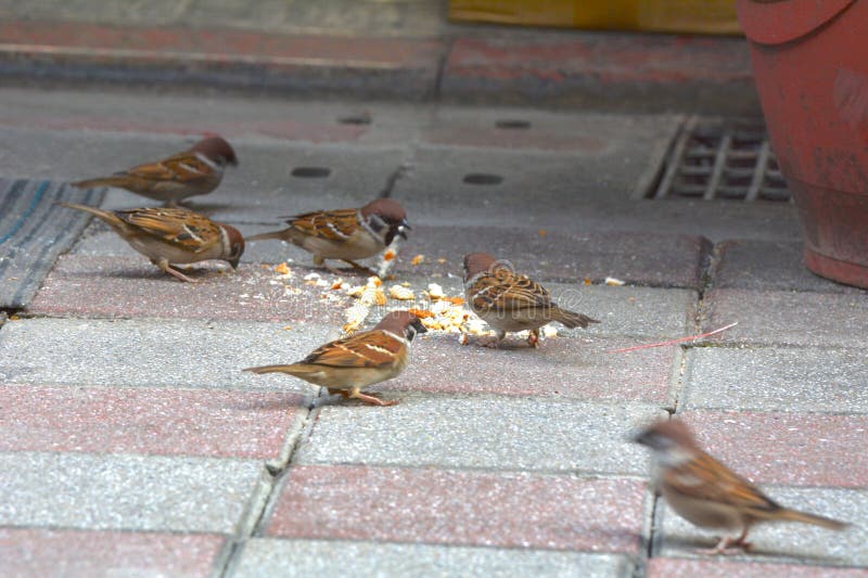 Sparrows Pecking on the Ground Stock Image - Image of awning, commonly ...
