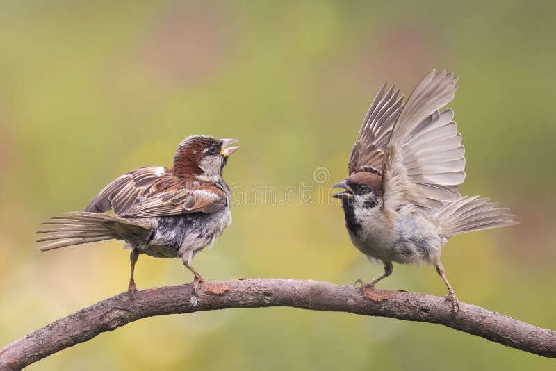 Sparrows in the Spring in the Park Stock Photo - Image of park, beauty ...