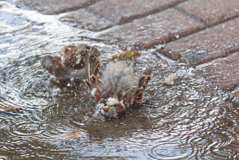 Sparrows Swim in a Puddle in the Midday Heat Stock Image - Image of ...
