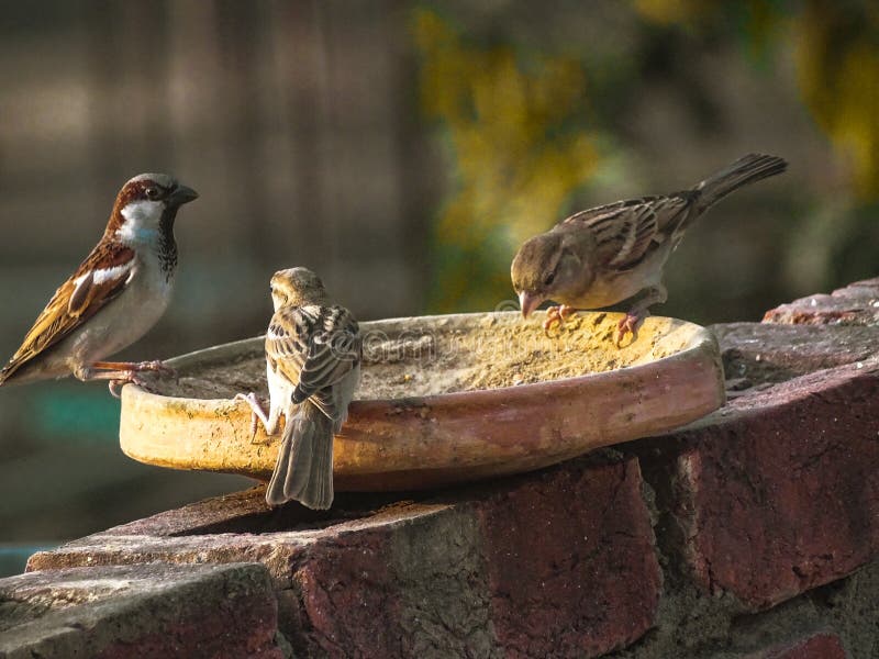 Sparrows: Tiny Birds, Mighty Personalities Stock Image - Image of robin ...