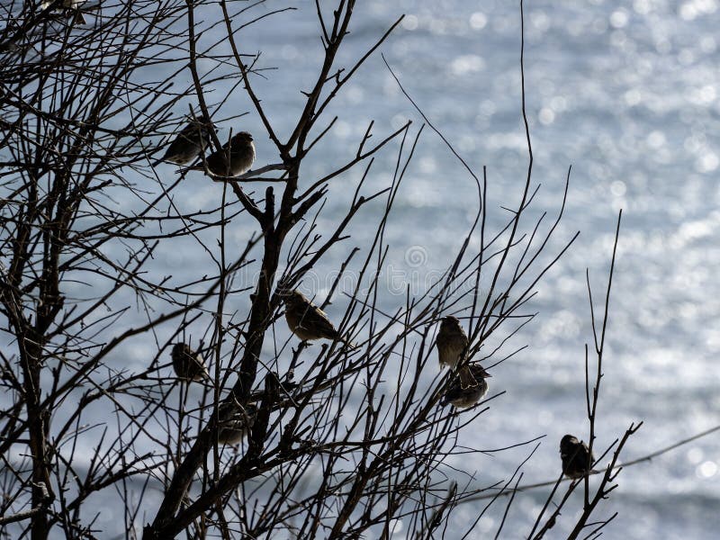 Sparrows Tree Against Backdrop Sea Stock Photos - Free & Royalty-Free ...