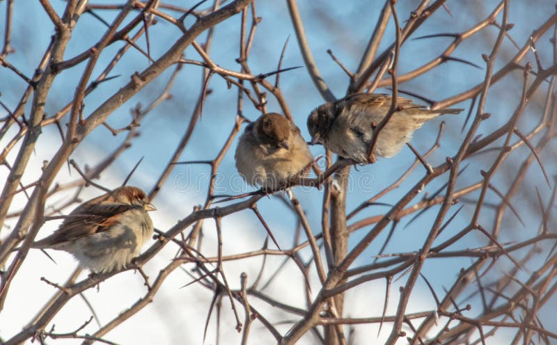 Sparrows on a tree branch stock image. Image of songbird - 308759117