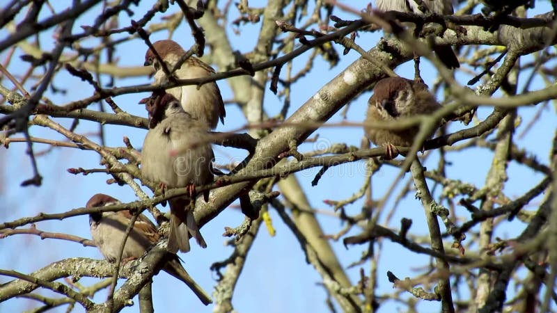 Sparrows on a Tree Branch in a Natural Environment in the Sun are ...