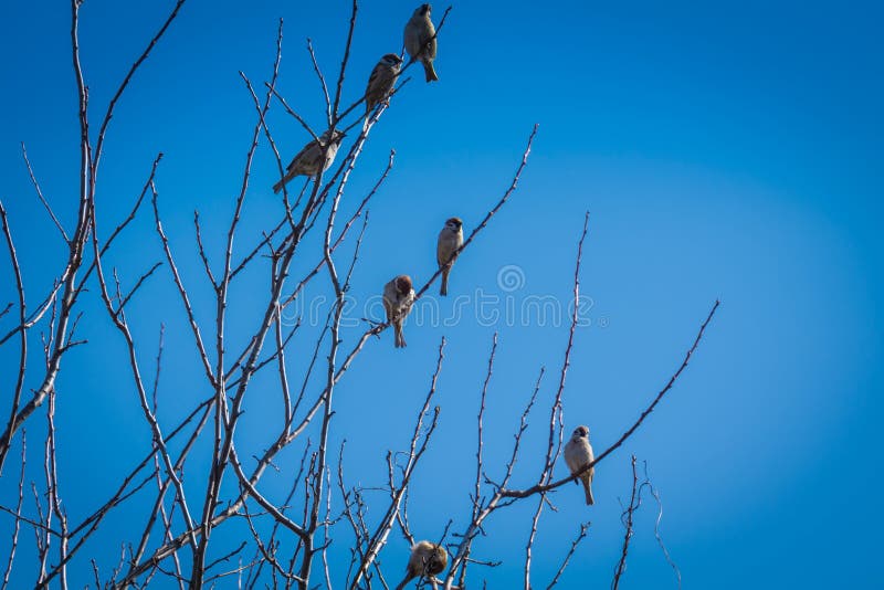 Sparrows on the Tree stock image. Image of sparrow, brown - 97006803