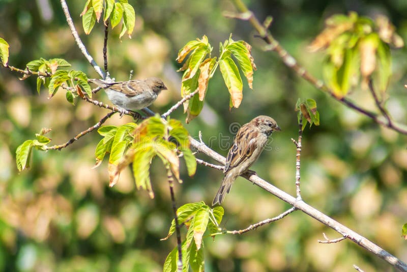 Sparrows on a Tree. Two Sparrows are Sitting on a Tree Stock Image ...