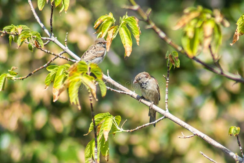 Sparrows on a Tree. Two Sparrows are Sitting on a Tree Stock Image ...