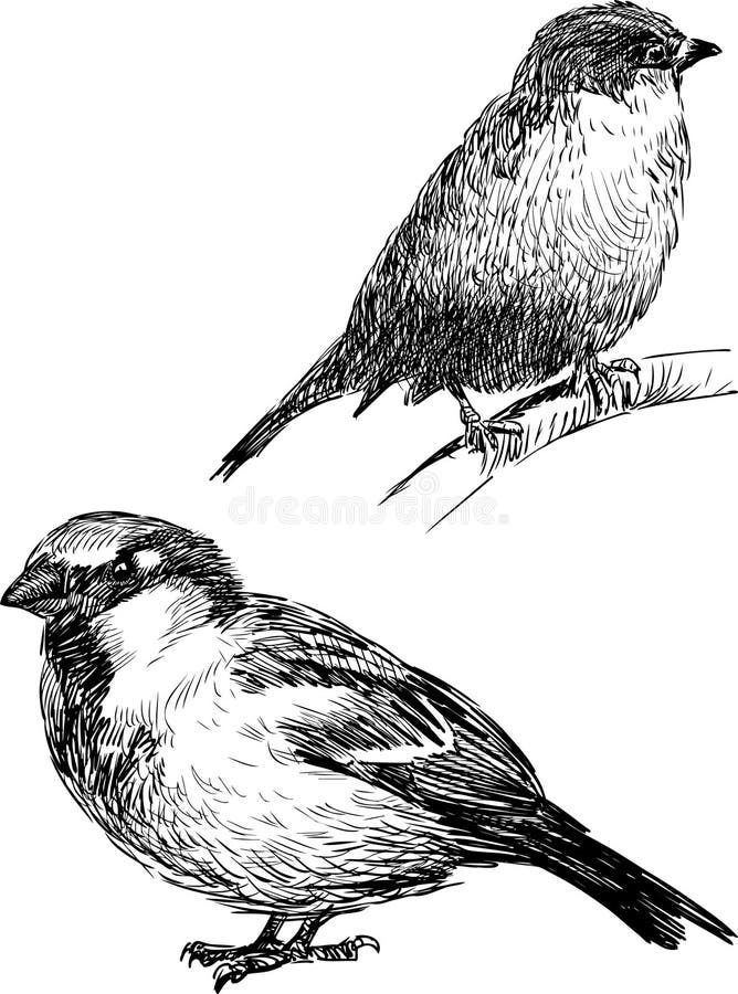 Two Sparrows Branch Stock Illustrations – 44 Two Sparrows Branch Stock ...