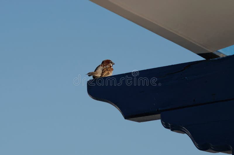 Sparrows stock image. Image of portrait, architecture - 271014763