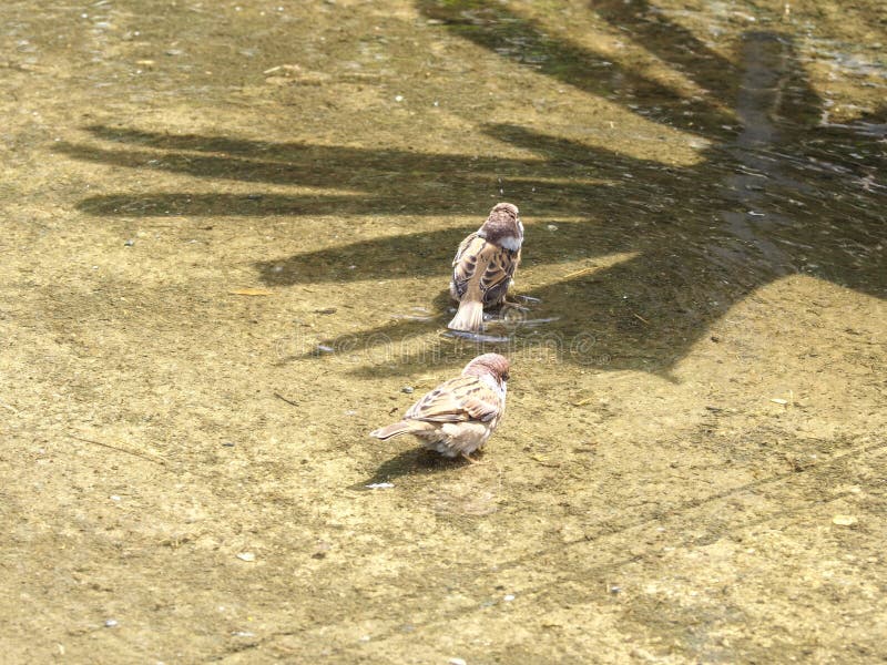 Sparrows and water stock photo. Image of bird, animal - 163018176