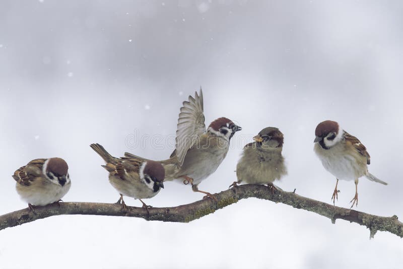 Sparrows in Winter Snowy Day Stock Image - Image of animals, tree: 65033287