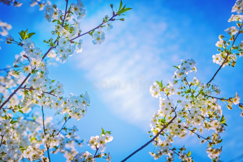 Sparse Branches of Blossoming Cherry Tree Stock Photo - Image of growth ...