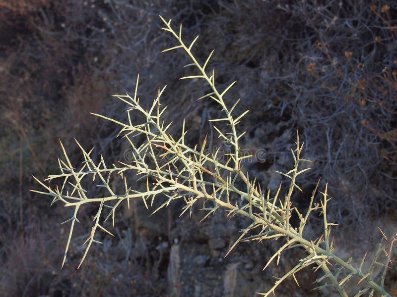 Sparse Dry Thorn Bush stock image. Image of thorns, nature - 45097265