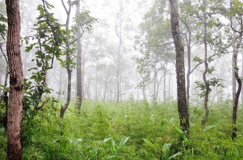 Sparse forest stock image. Image of mist, beauty, high - 24110183