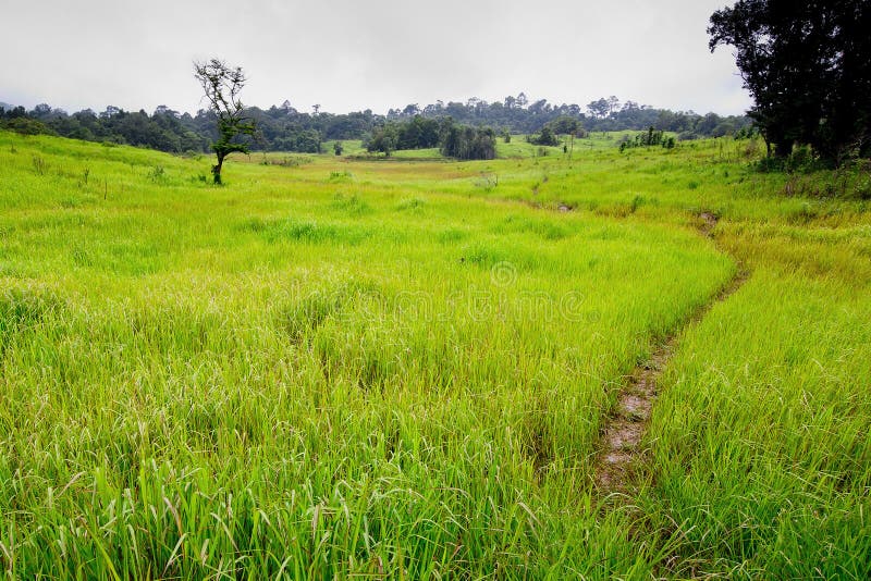 Sparse forest stock photo. Image of horizon, meadow, cloudscape - 51317256
