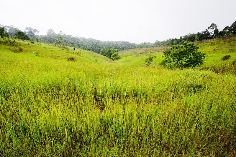 Sparse Forest in Torres Del Paine National Park Stock Image - Image of ...