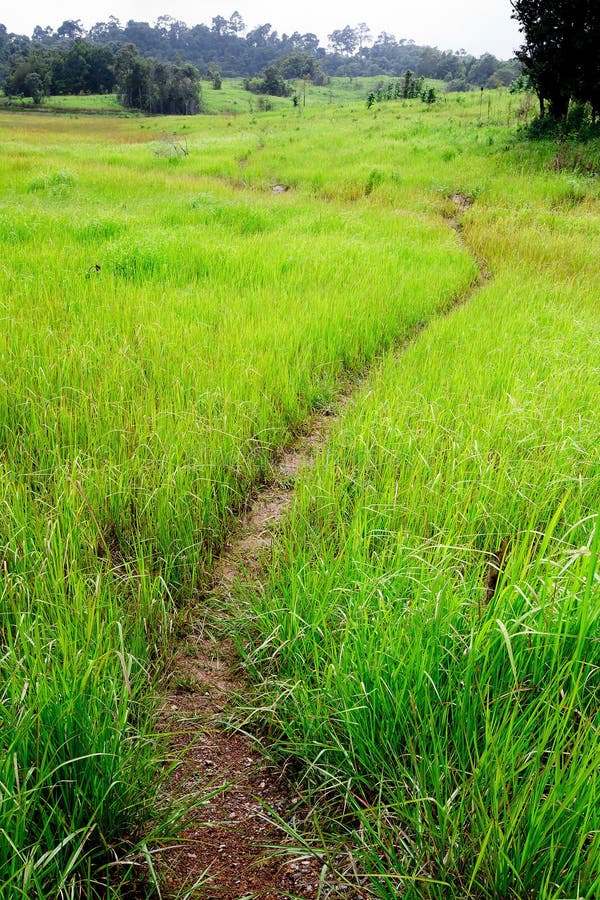 Sparse Forest Stock Photos - Download 2,209 Royalty Free Photos