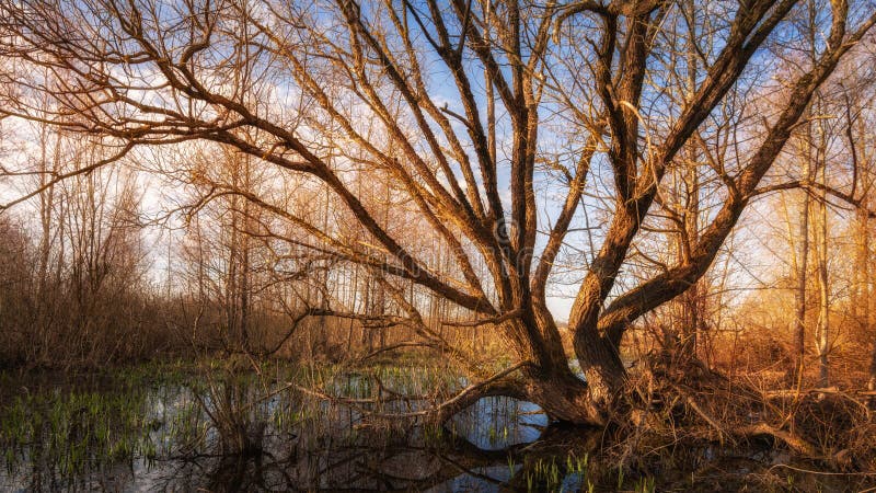 Spring flood stock image. Image of flooded, scene, drowned - 245338765