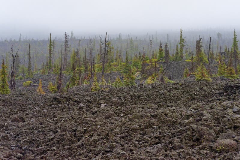 Lava Flow and Sparse Forest at McKenzie Summit Stock Photo - Image of ...