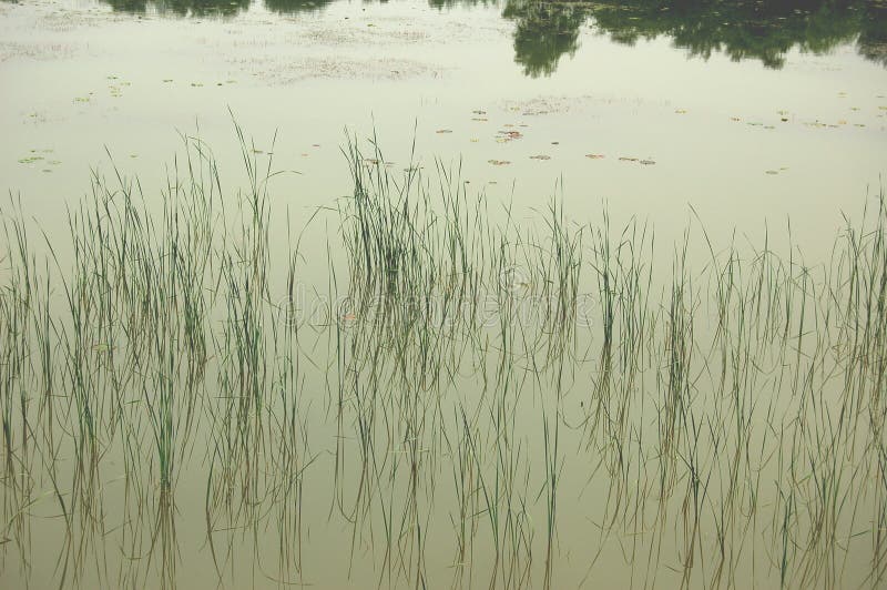 Sparse grass stock photo. Image of countryside, green - 12816342