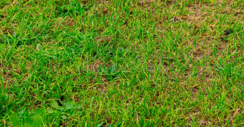 Sparse grass stock photo. Image of countryside, green - 12816342