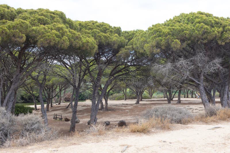 Pine Forest with Sparse Underbrush Stock Image - Image of flora ...