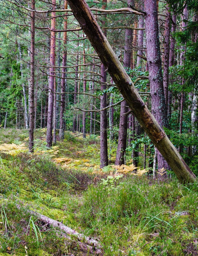 Sparse Pine Forest with Ferns Stock Photo - Image of dark, forest ...