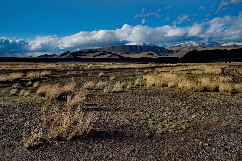 Sparse Vegetation of the Mongolian Steppes Stock Photo - Image of ...