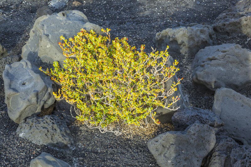 Sparse Vegetation on Volcanic Hills in Timanfaya National Park W Stock ...
