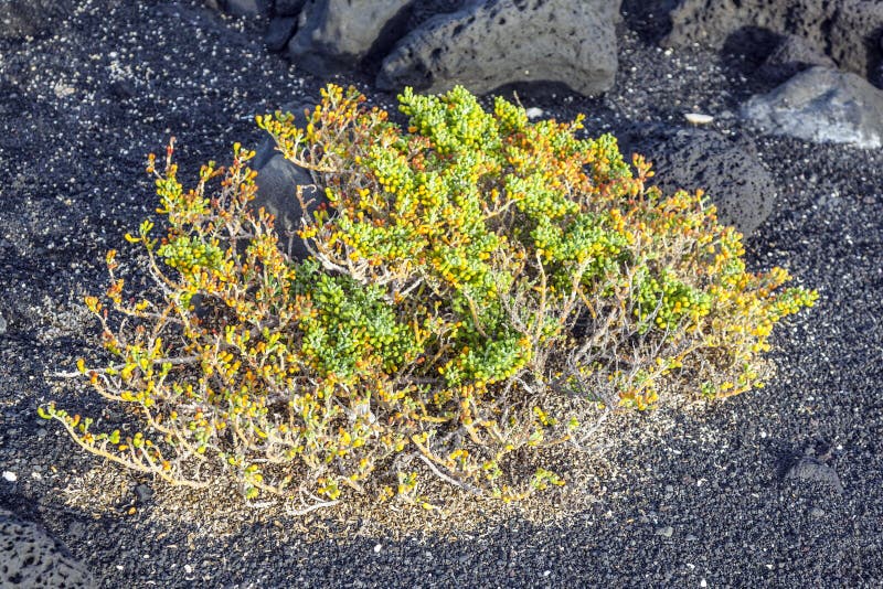 Sparse Vegetation on Volcanic Hills in Timanfaya National Park W Stock ...