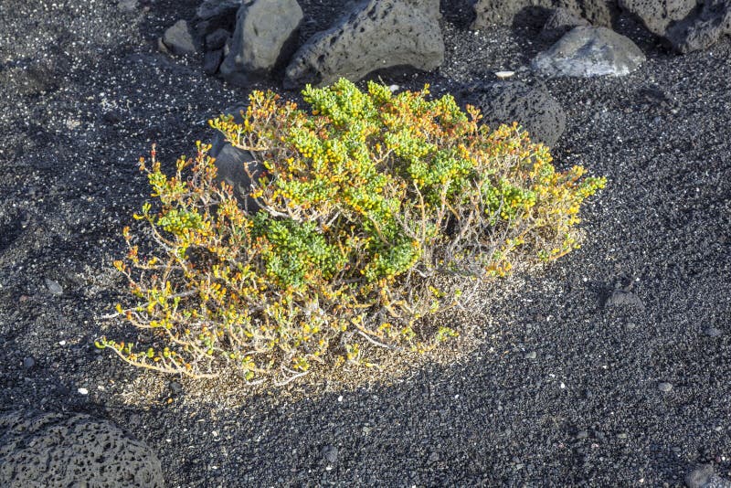 Sparse Vegetation on Volcanic Hills in Timanfaya National Park W Stock ...