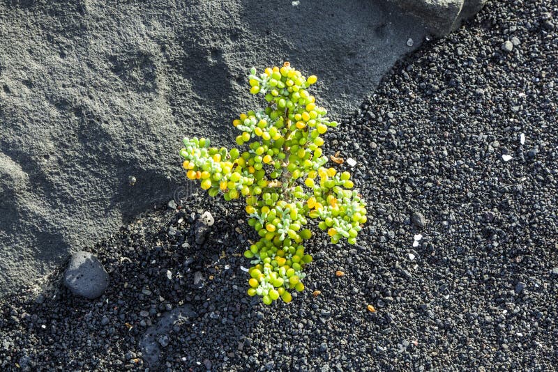 Sparse Vegetation on Volcanic Hills in Timanfaya National Park Stock ...