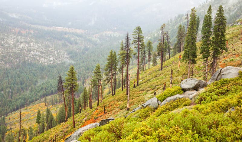 Sparse Yosemite Forest stock image. Image of coniferous - 16772707