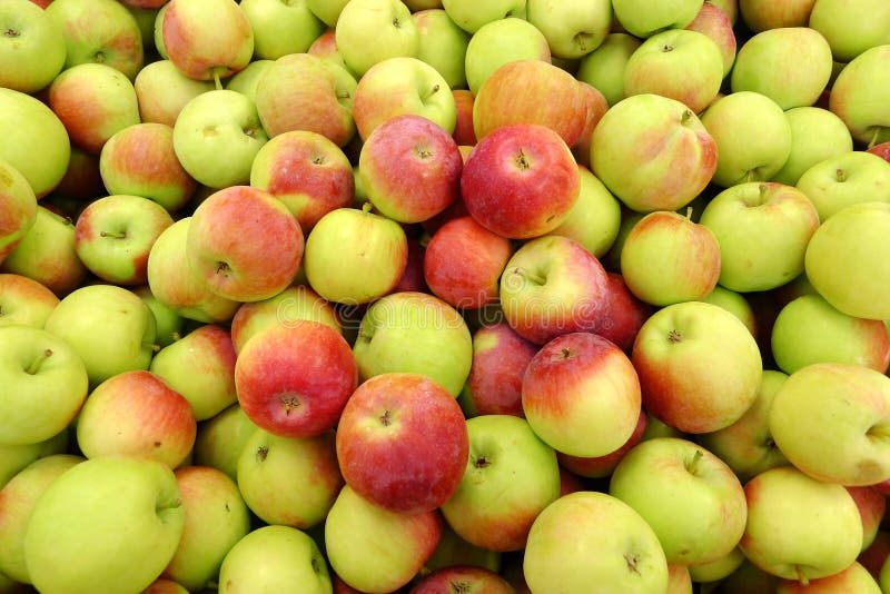 Spartan apples stock image. Image of nutrition, delicious - 18481097