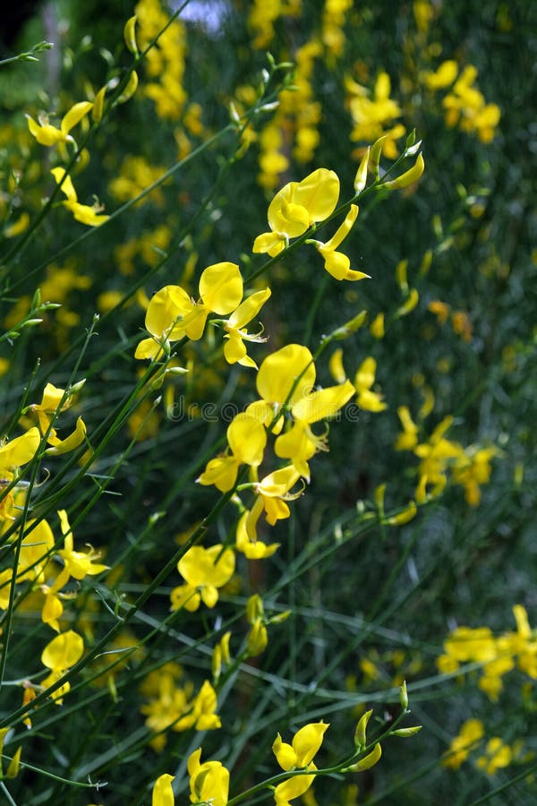 Spartium Junceum stock photo. Image of bush, nature - 184451064
