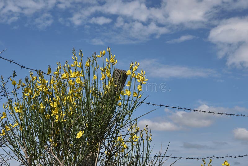 Spartium junceum in bloom stock photo. Image of close - 150833674
