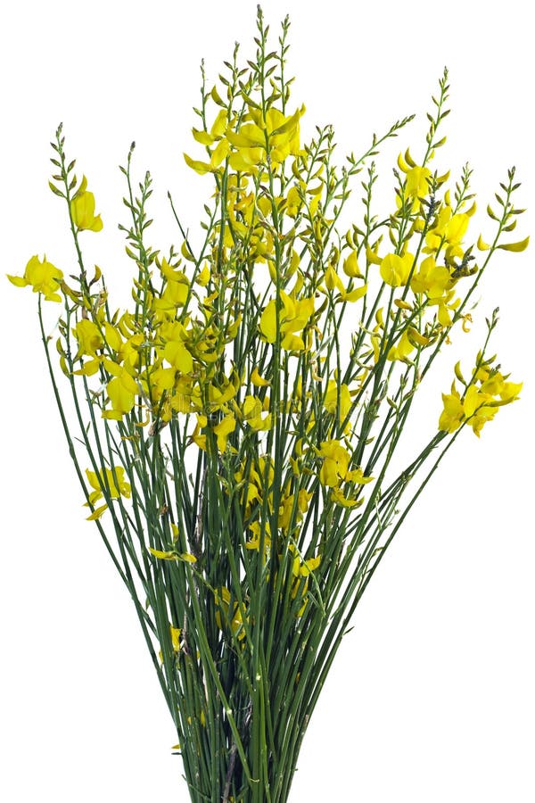 Spartium Junceum Cutout stock image. Image of spartium - 40845957