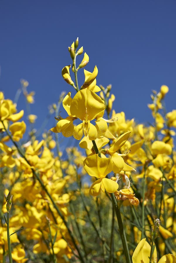 Spartium Junceum Shrub in Bloom Stock Photo - Image of branch, green ...