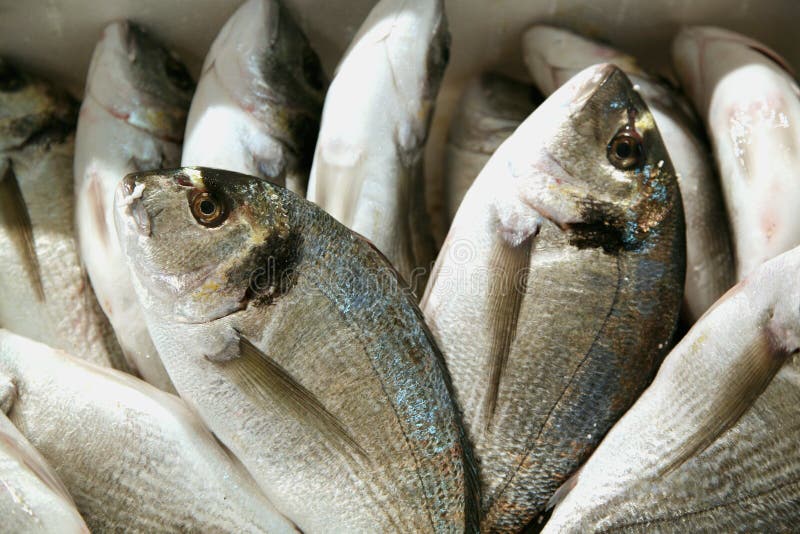 Sparus aurata stock image. Image of blue, bream, staple - 7471075