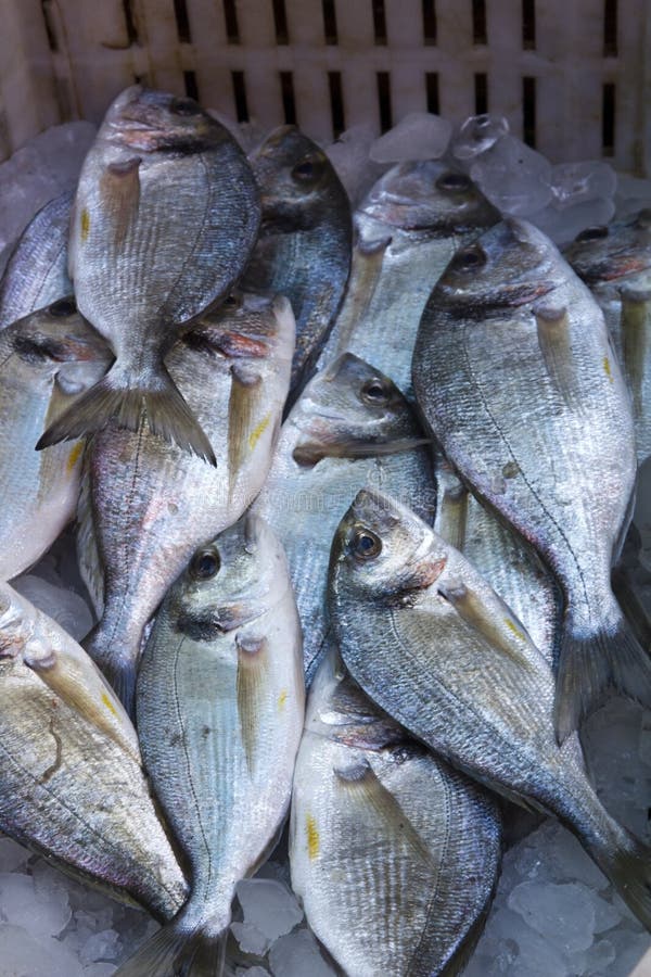 Sparus aurata stock photo. Image of animal, nutrition - 34325240