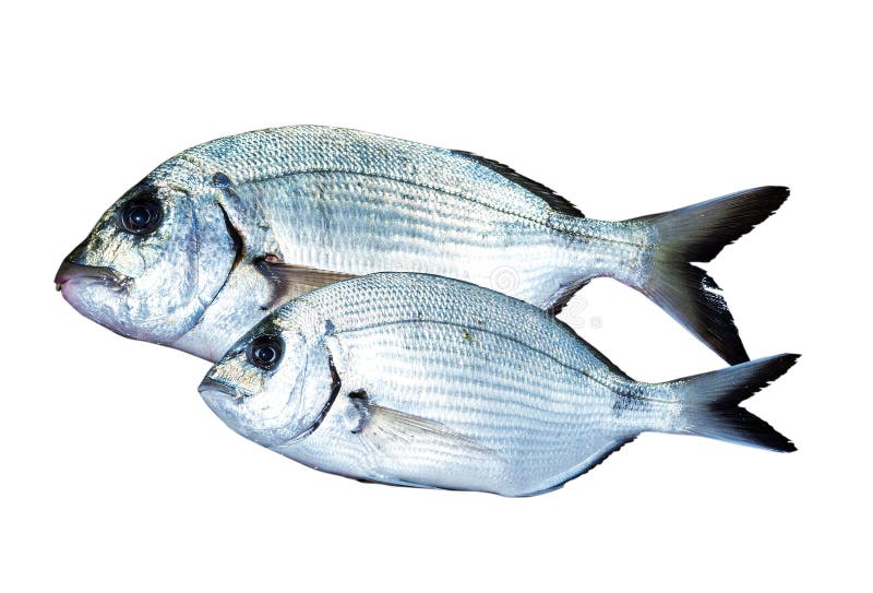 Sparus aurata stock image. Image of lemon, dorada, frozen - 60758831