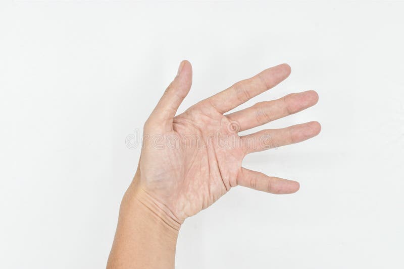 Hand muscle stock photo. Image of biology, medicine, muscle - 22151316