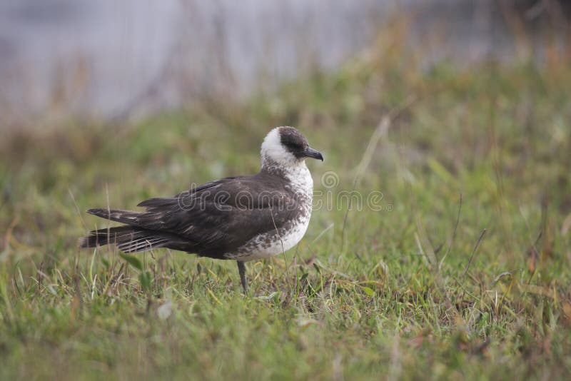 Pomarinescharbe Oder Raubmöwe, *Stercorarius Pomarinus* Stockfoto ...
