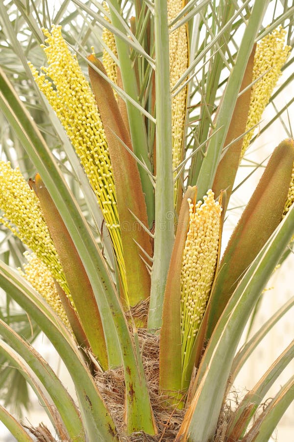 Spathe Avec Des Fleurs Dans Un Palmier De Datte Image stock - Image du ...