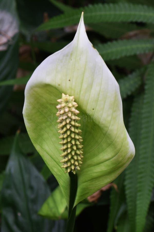 Spathe flower stock photo. Image of plants, spathiphyllum - 99216844