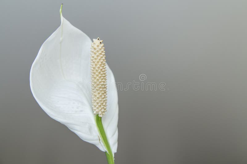 Spathe Flower with White Bract Stock Photo - Image of bloom, ecology ...